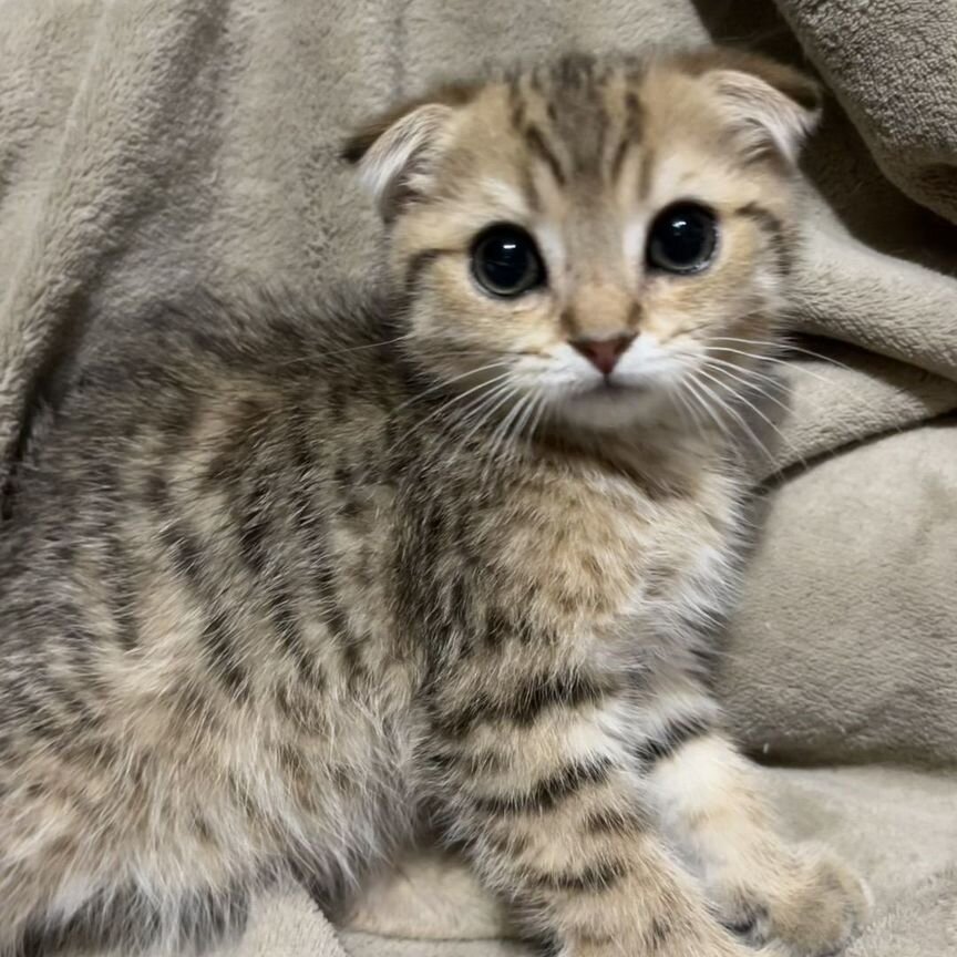 Кошки британцы,золотые шиниллы