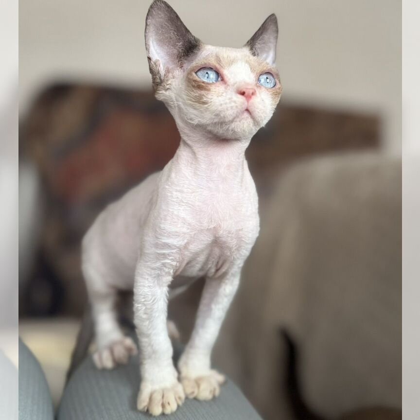 Мальчик котенок Девон - Рекс