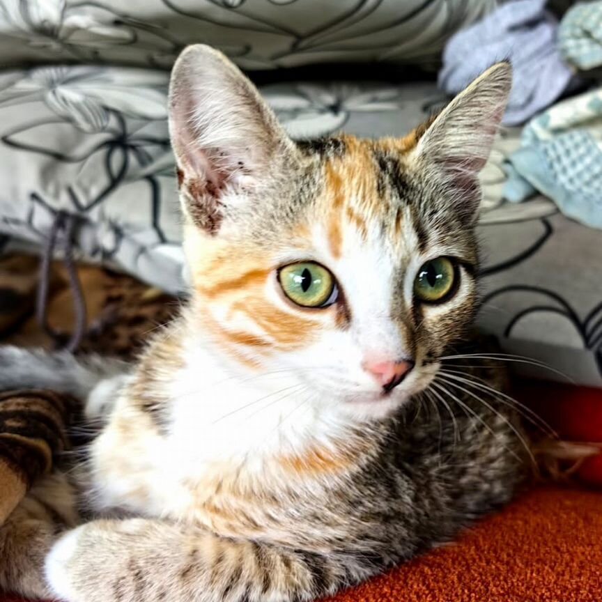 Котята Маша и Миша