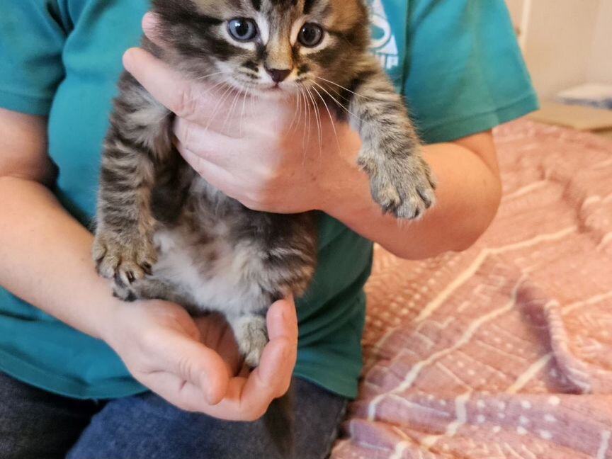Котята от сибирской кошки