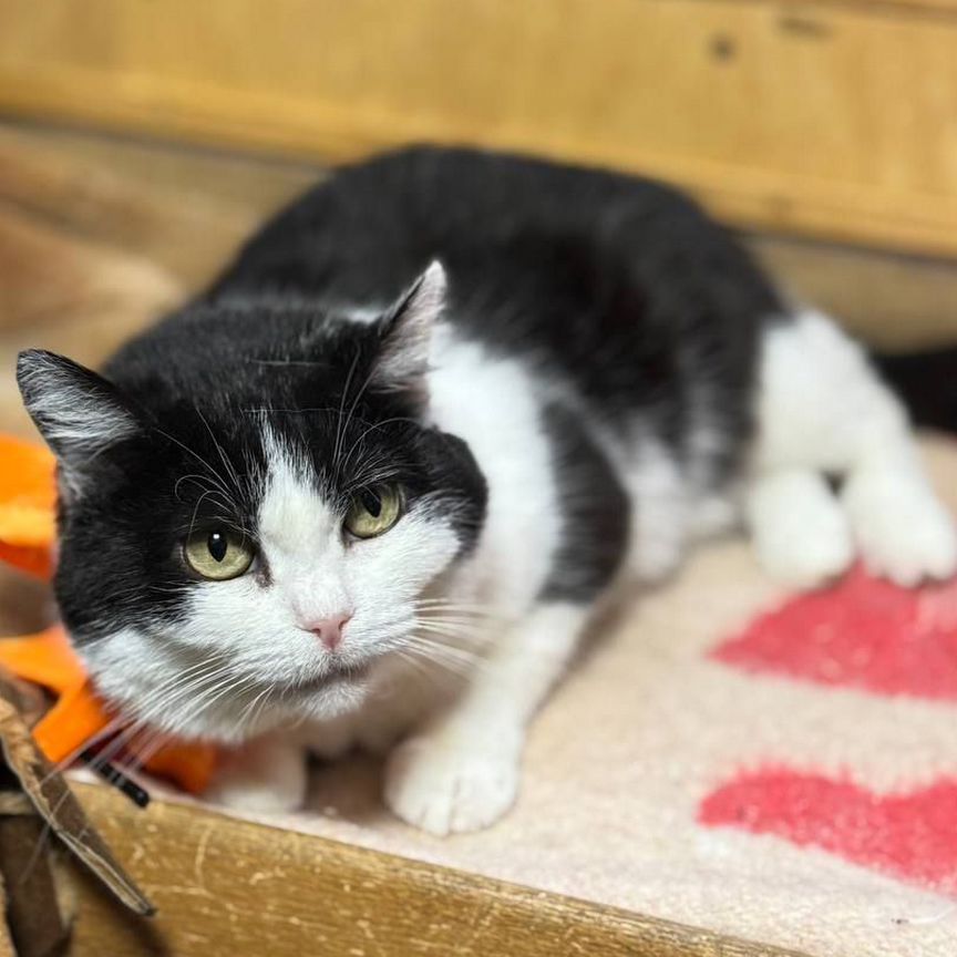 Взрослая, Девочка кошка в добрые руки