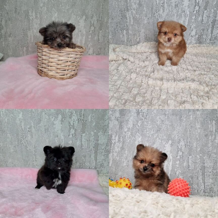 Щенки померанского шпица