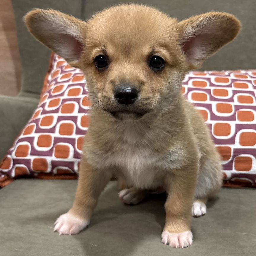 Вельш Корги Пемброк, щенок