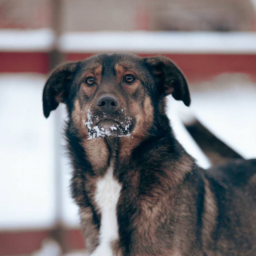 Щенок в добрые руки. Ханни