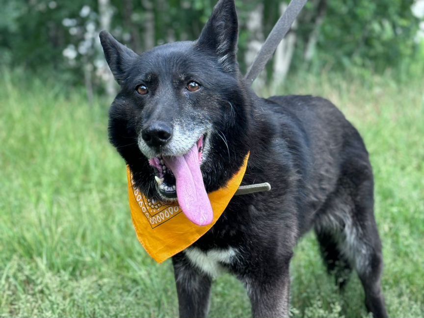 Собака Наоми в хорошие руки