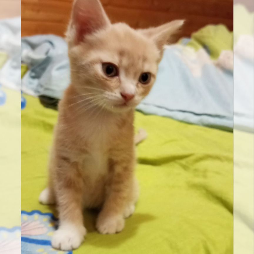 Шотландский вислоухий длинношёрстный котёнок