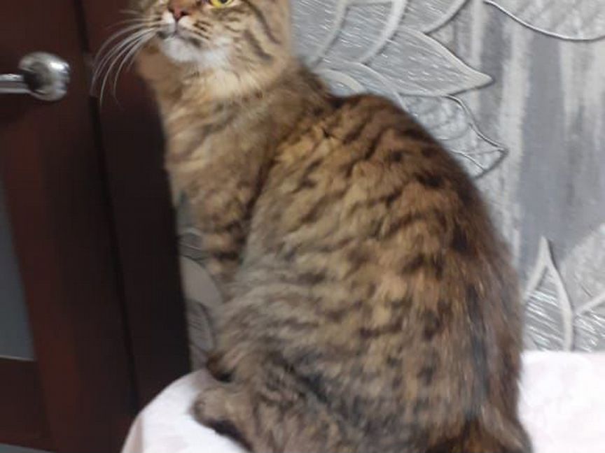 Котёнок Василиса