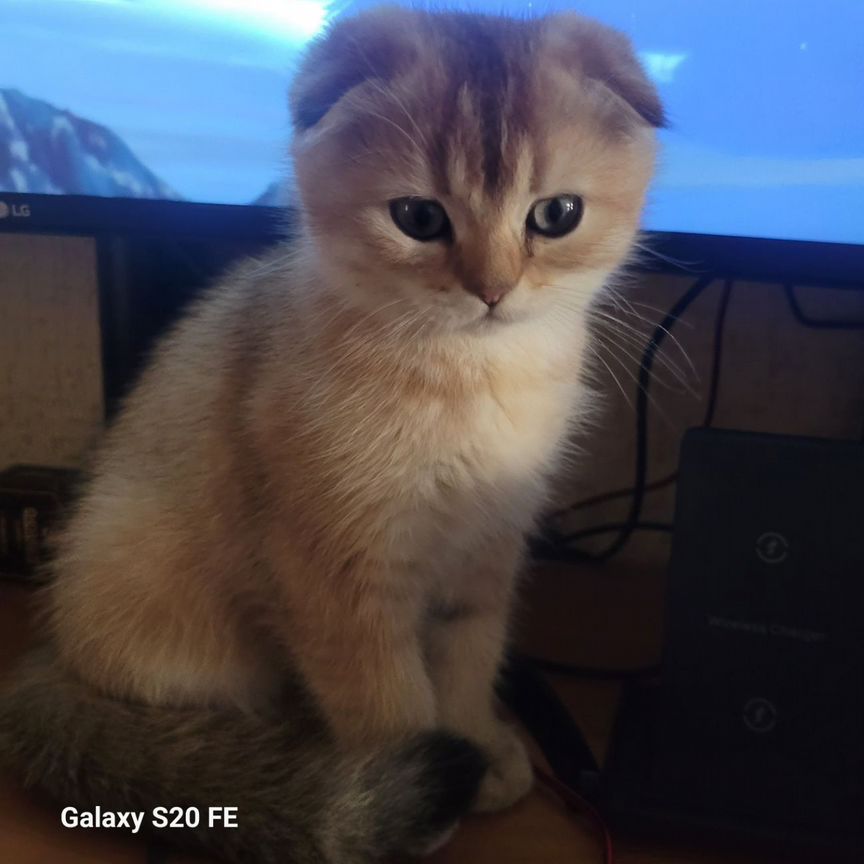 Вислоухие котята