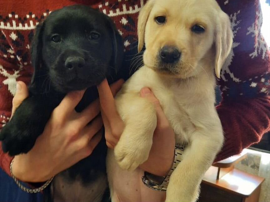 Щенки лабрадора