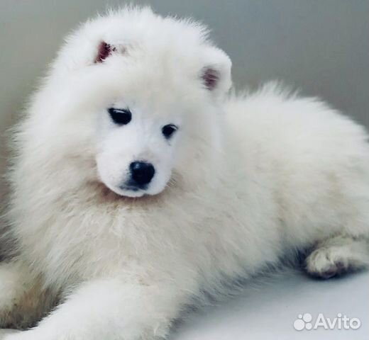 Детки с золотым характером