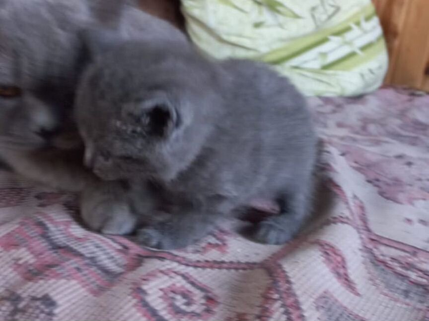 Британская