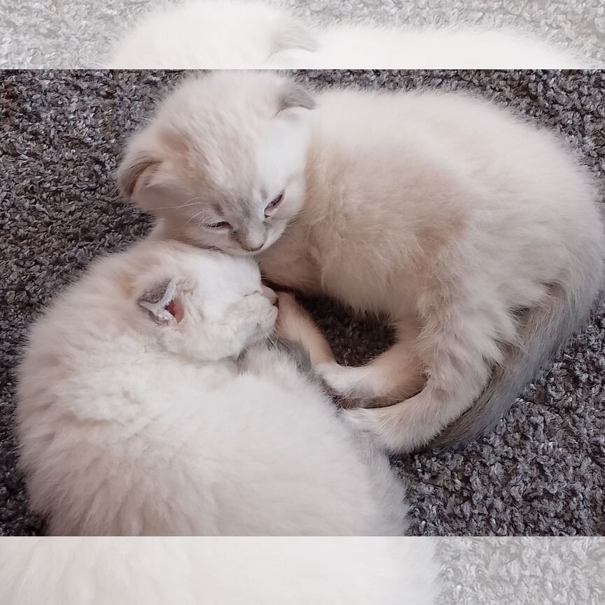 Шотландский вислоухий короткошёрстный котёнок