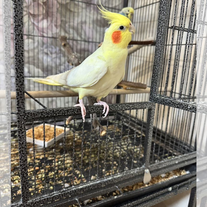 Попугай Корелла ручная