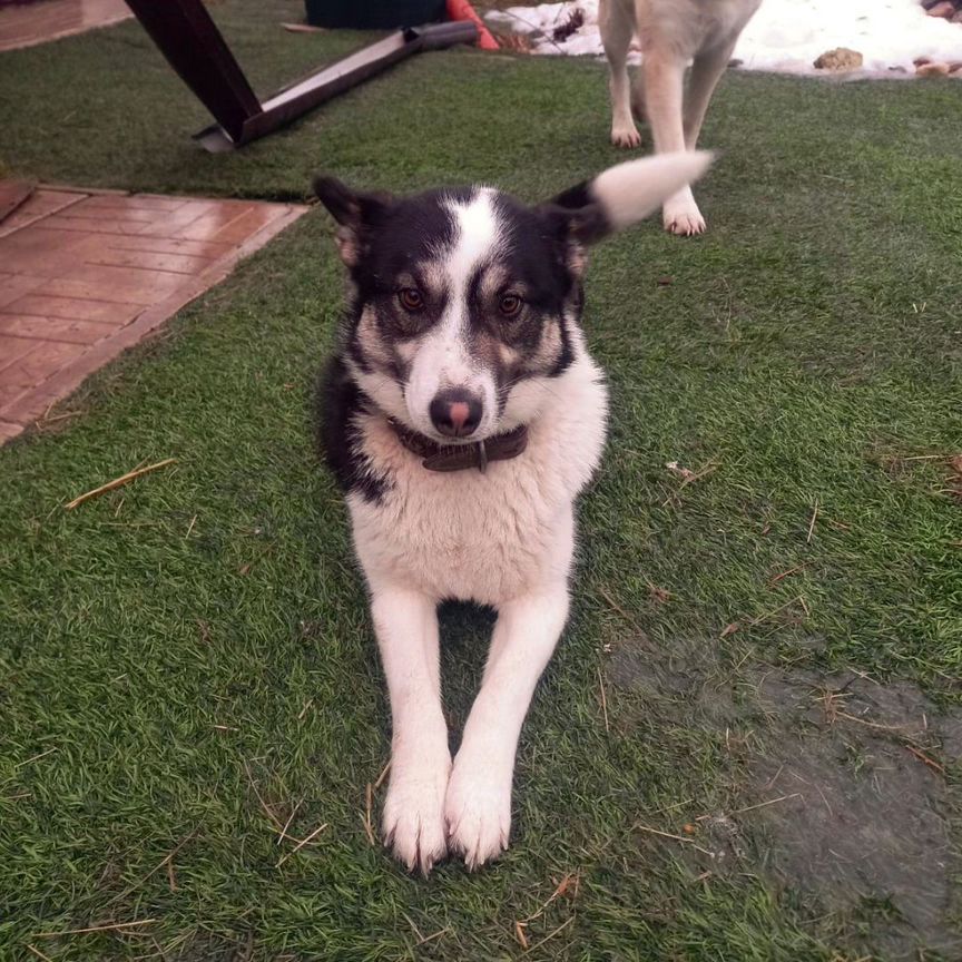 Лайка в добрые руки, 1,5 года. Бесплатно