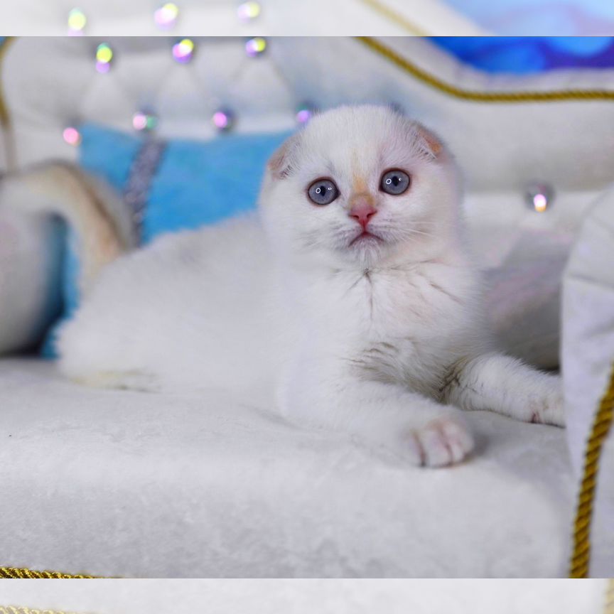 Шотландский вислоухий короткошёрстный котёнок