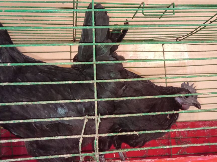 Курочки Ухейилюй