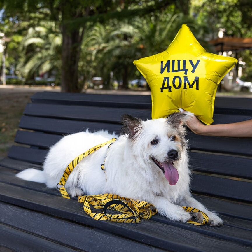 Собака ищет дом