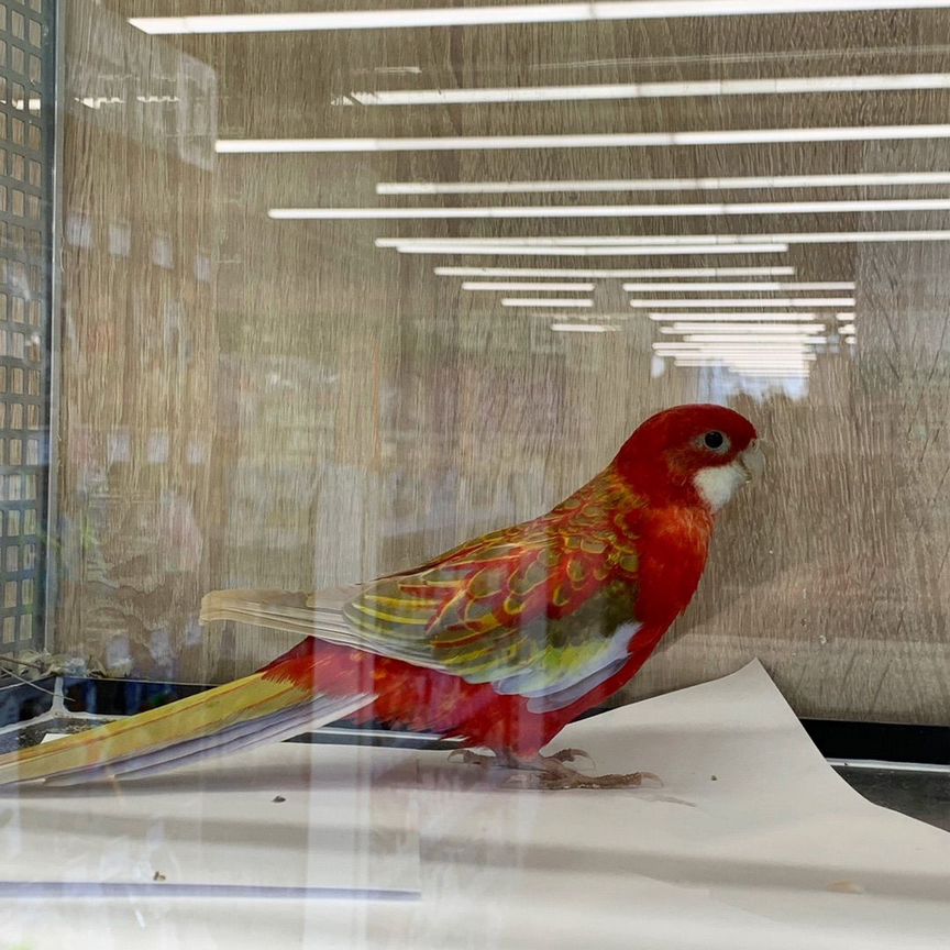 Попугай розелла