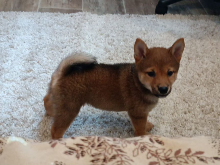 Девочки красотки Сибы