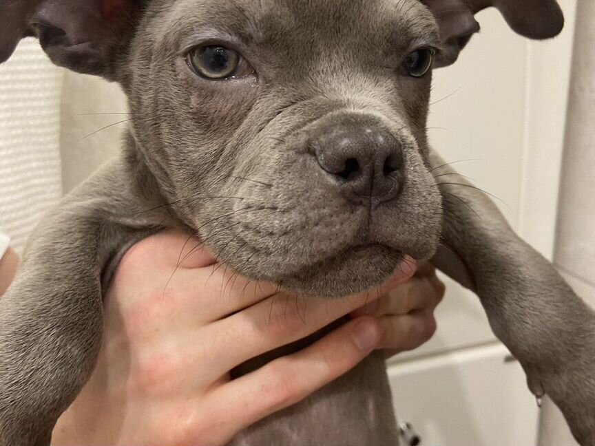 Щенок Американский булли покет мальчик