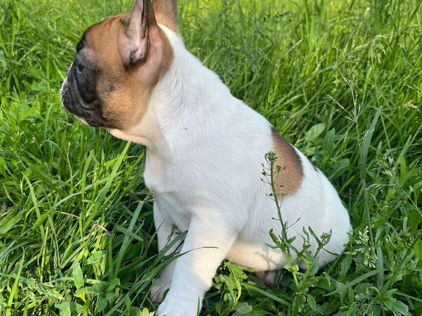 Очаровательные пятнышки