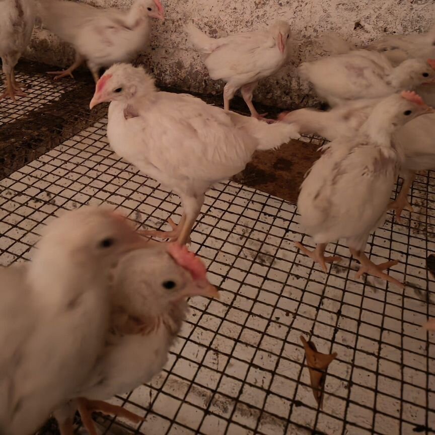 Леггорн петушки