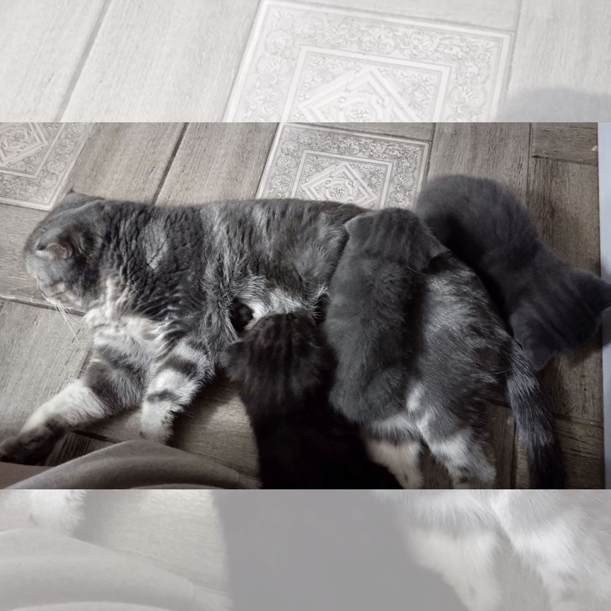 Кошка шотландка вислоухая