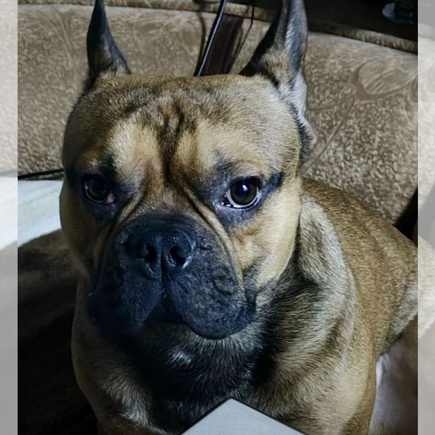 Французский бульдог, взрослый пёс