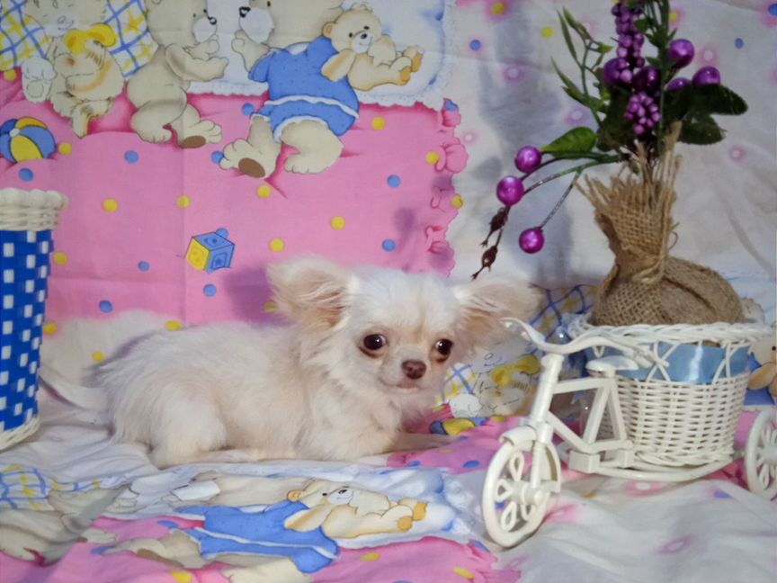 Супер мини девочка