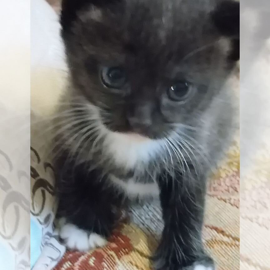 Отдам котенка в добрые руки