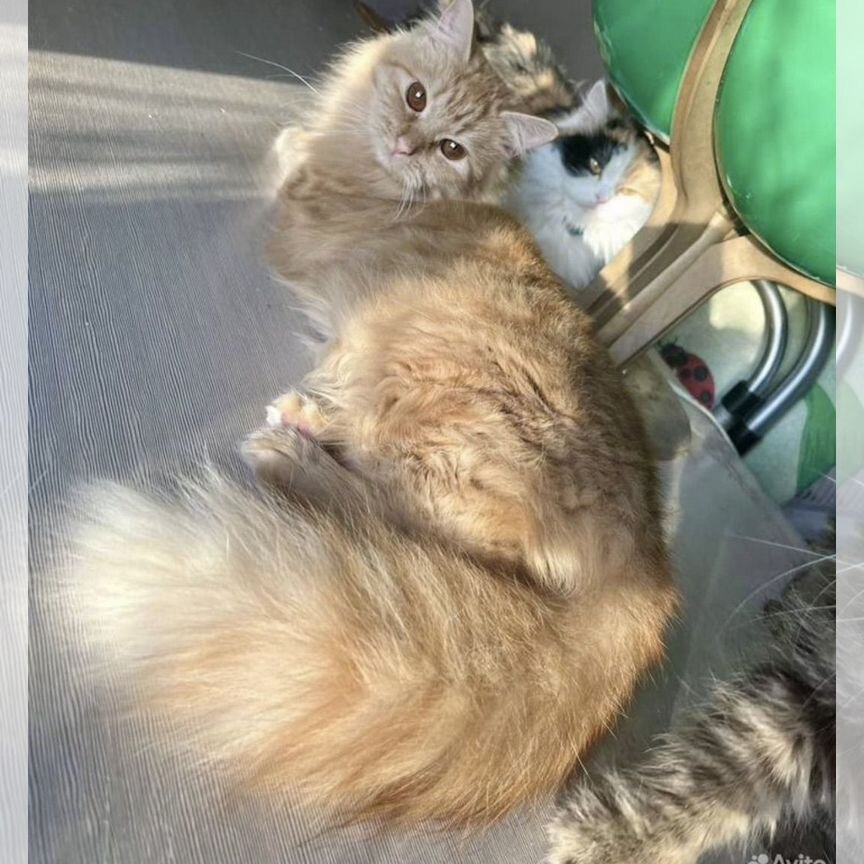 Взрослая, кошка в добрые руки