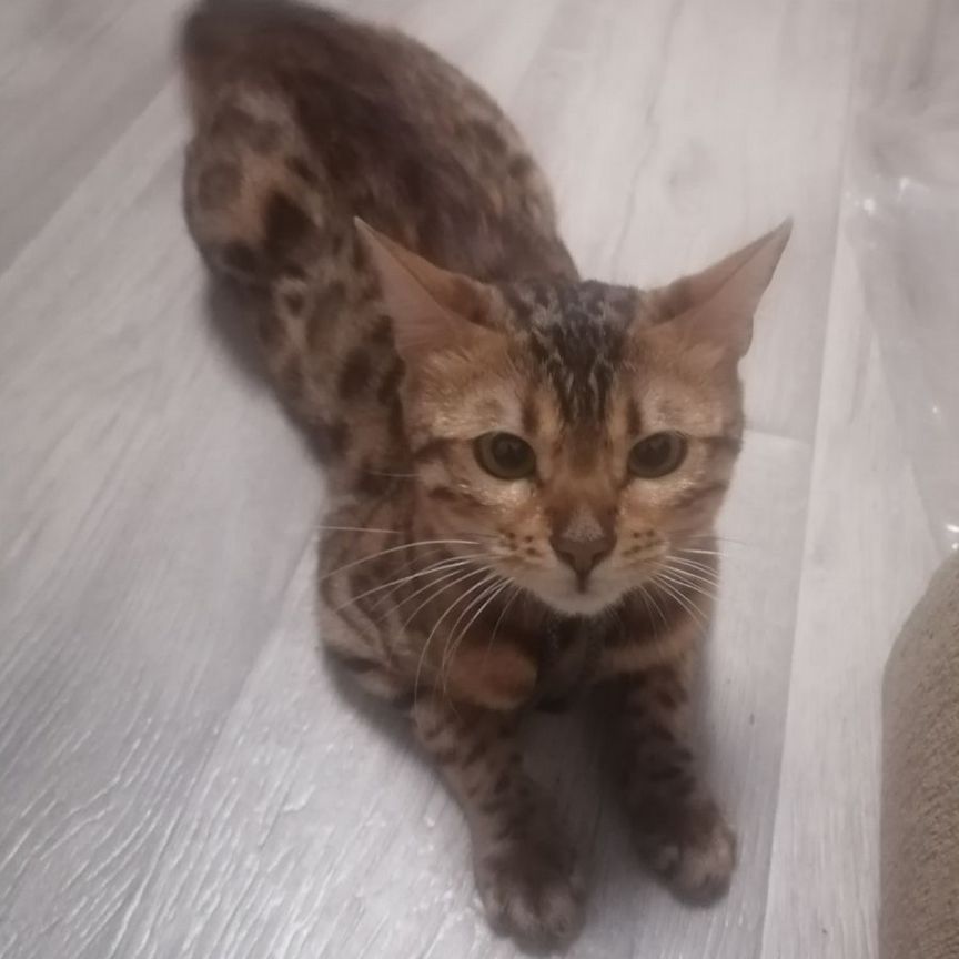 Бенгальская кошка породистая
