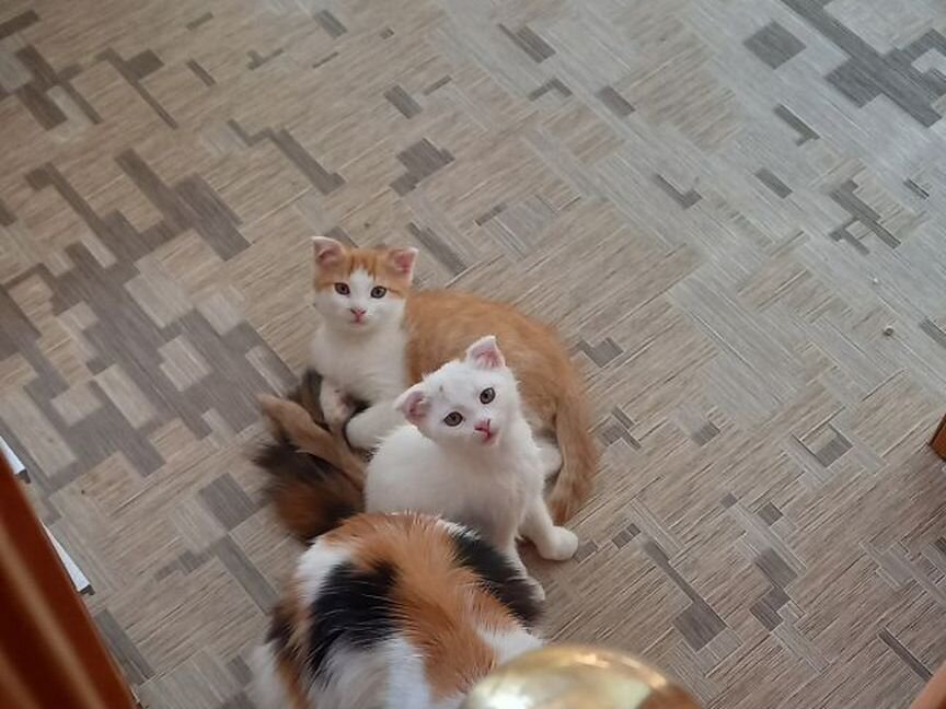 Котята мальчики в добрые руки