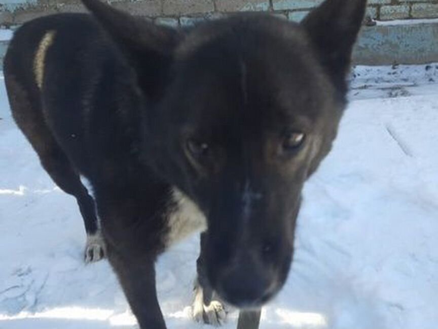 Собака без лапки