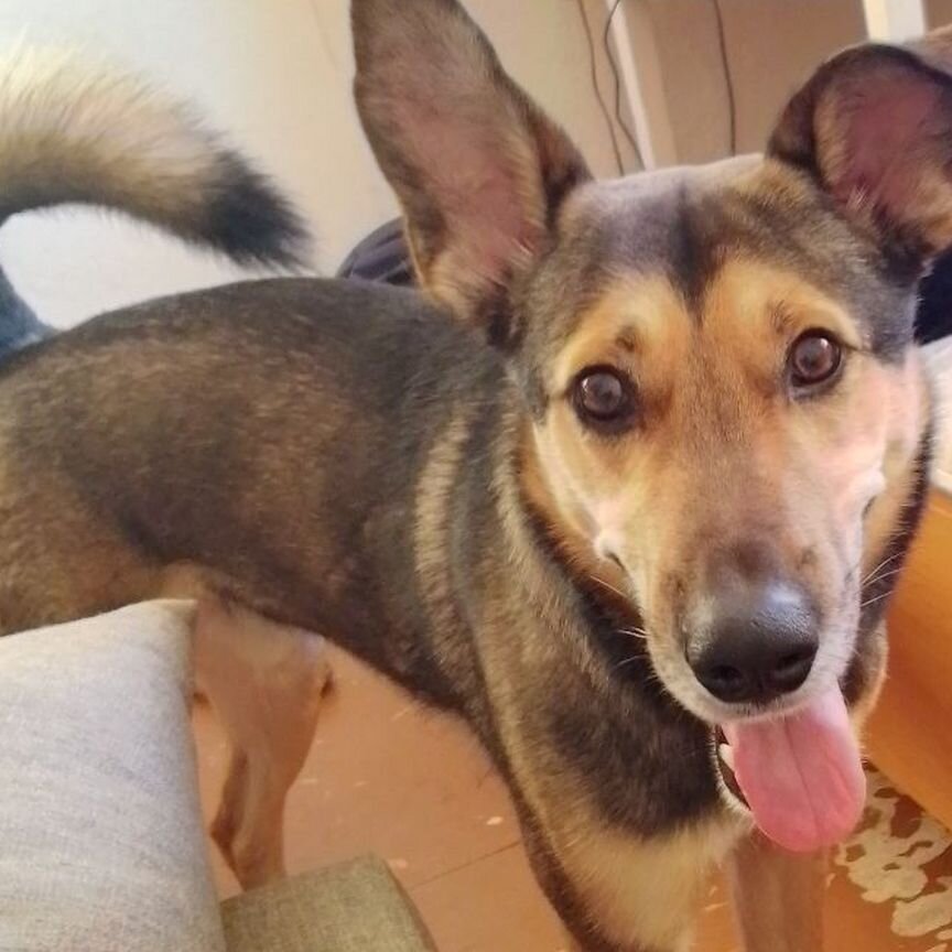 Немецкая овчарка, щенок