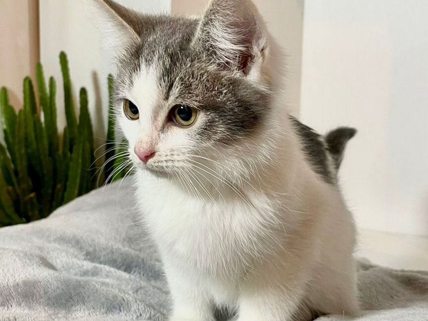 Белый котенок 2 месяца