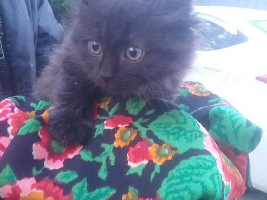 Котенок девочка в добрые руки