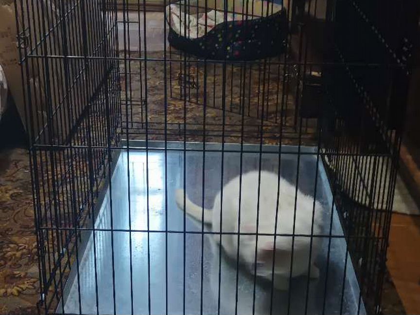 Вольер для всех