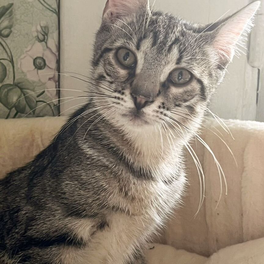 Котенок мальчик бесплатно