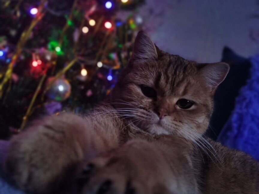 Шотландская кошка
