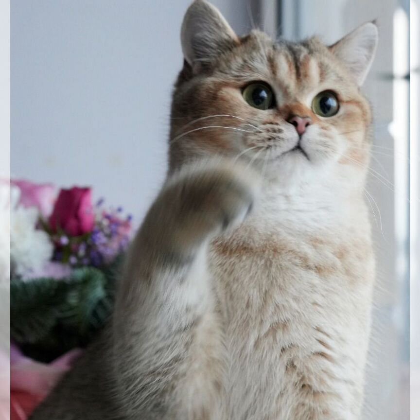 Британский короткошёрстный котёнок