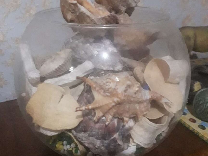 Аквариум с ракушками
