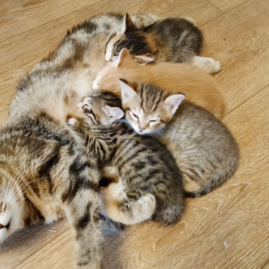 Котята в добрые руки