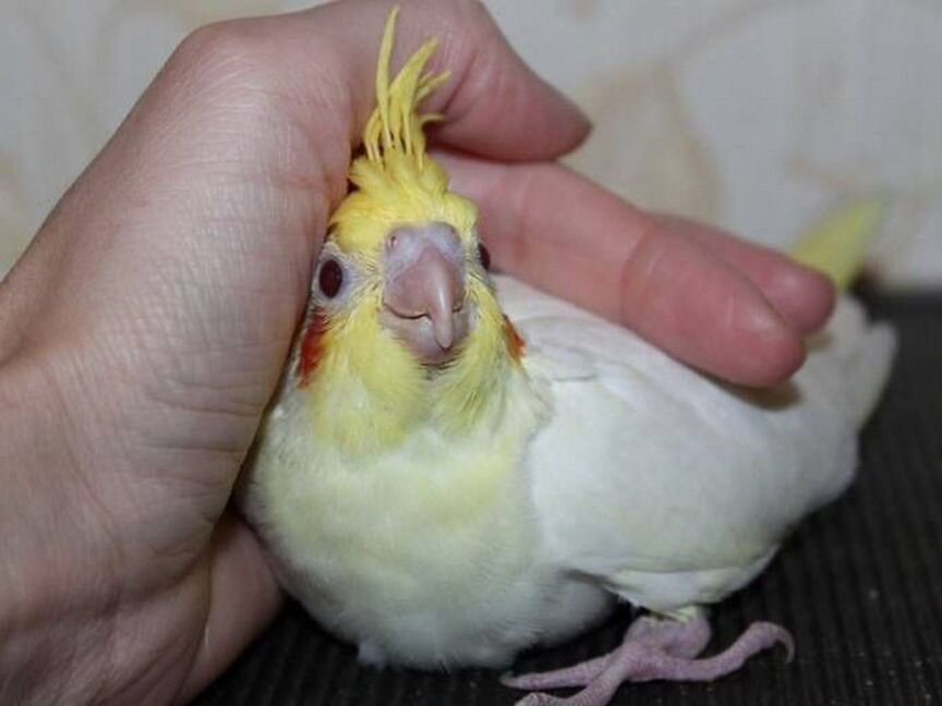 Корелла птенец с клеткой