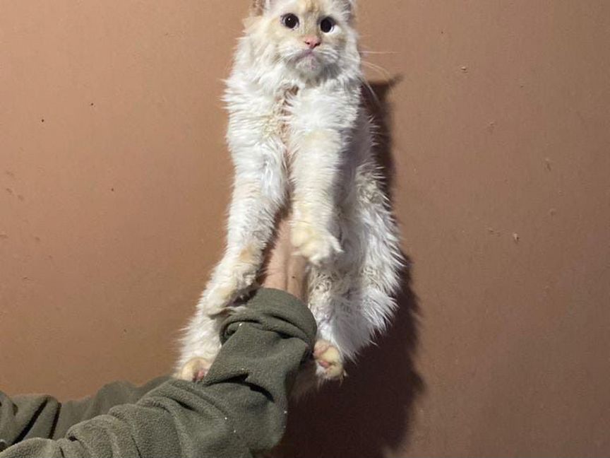 Кошка метис мейн куна