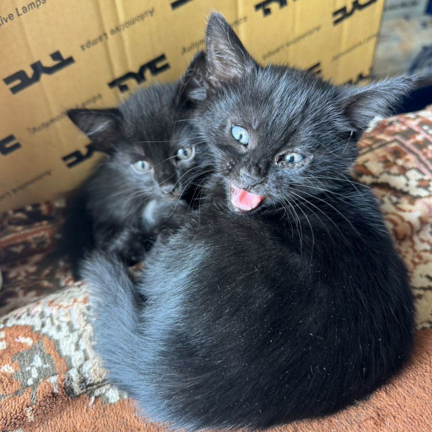 Черные котята