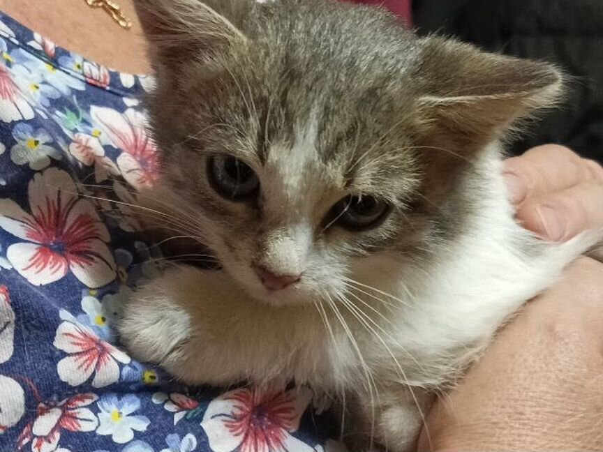 Котенок 2 месяца