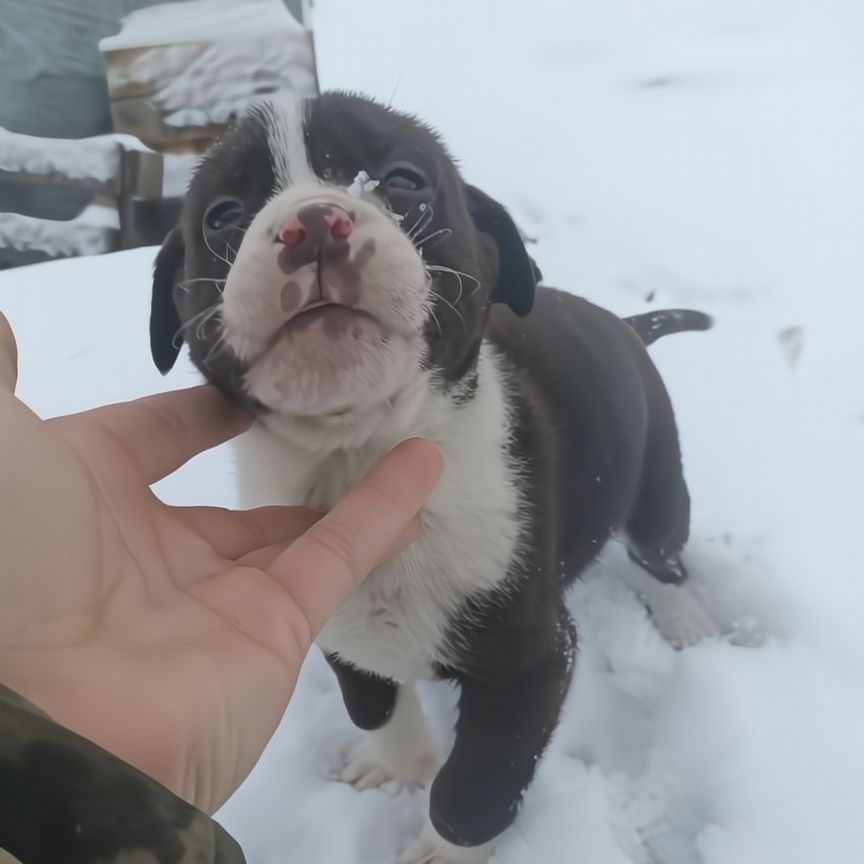 Американский питбультерьер, щенок
