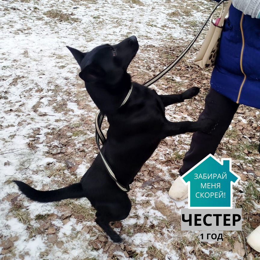 Маленький пес Честер