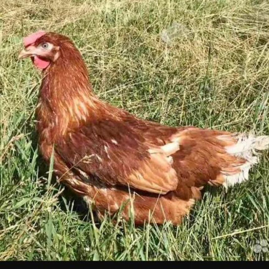 Куры несушки